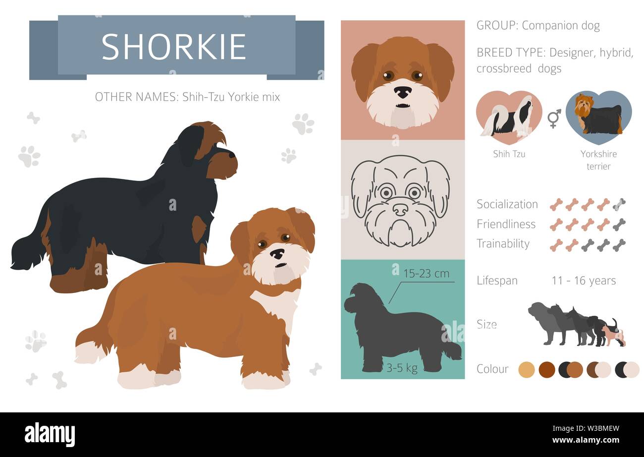 Designer, crossbreed, hybrid mix dogs collection isolated on white ...