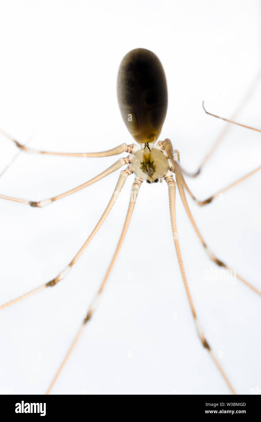 Pholcidae, Pholcus phalangioides, macro of cellar spider, daddy ...