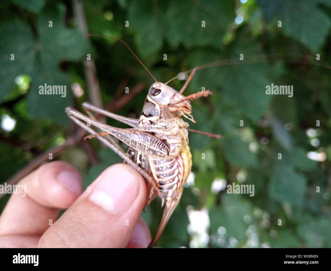 Gray grasshopper in man's hand. Grasshopper caught decticus ...