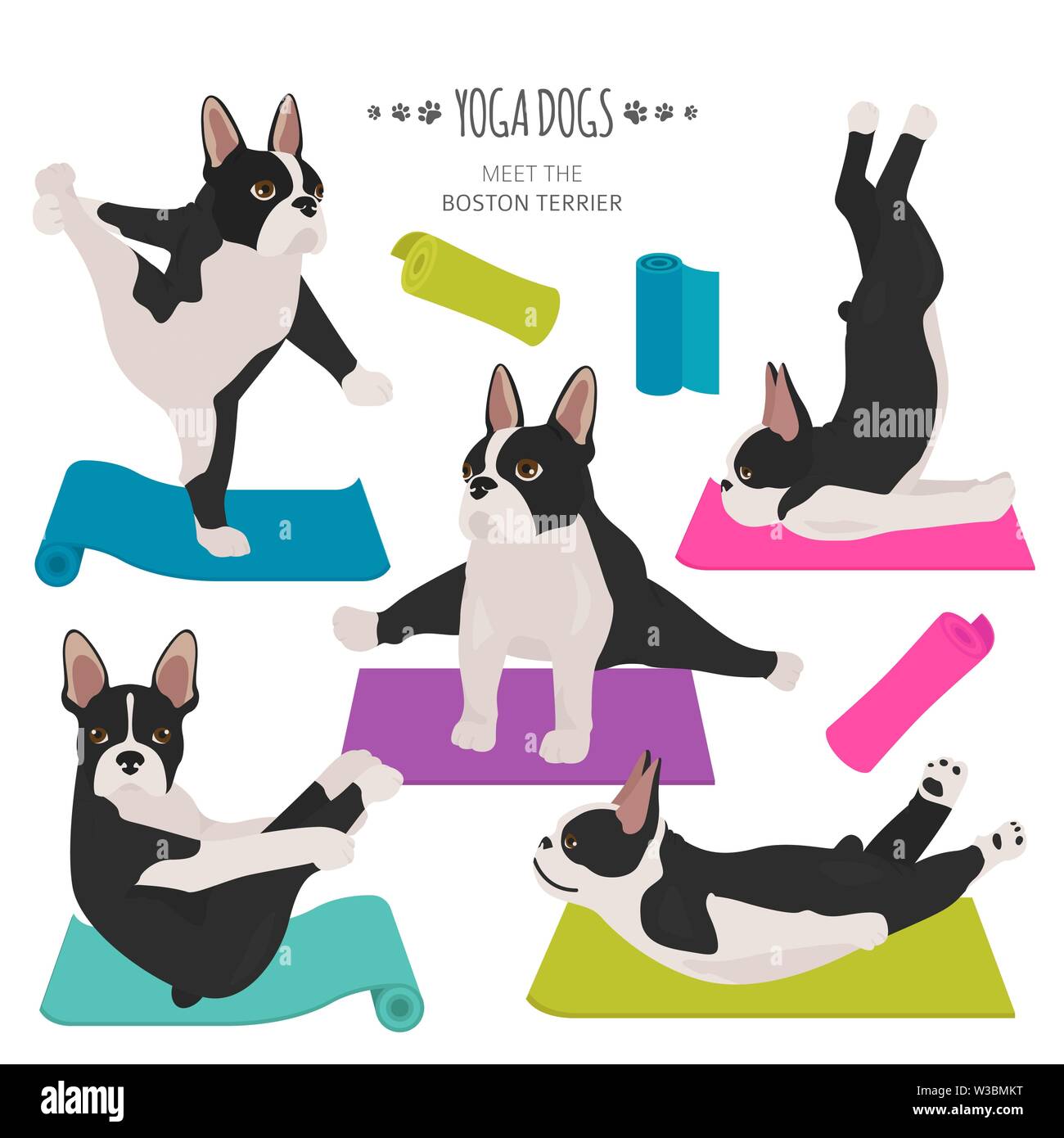 Yoga dogs poses and exercises. Boston terrier clipart. Vector ...