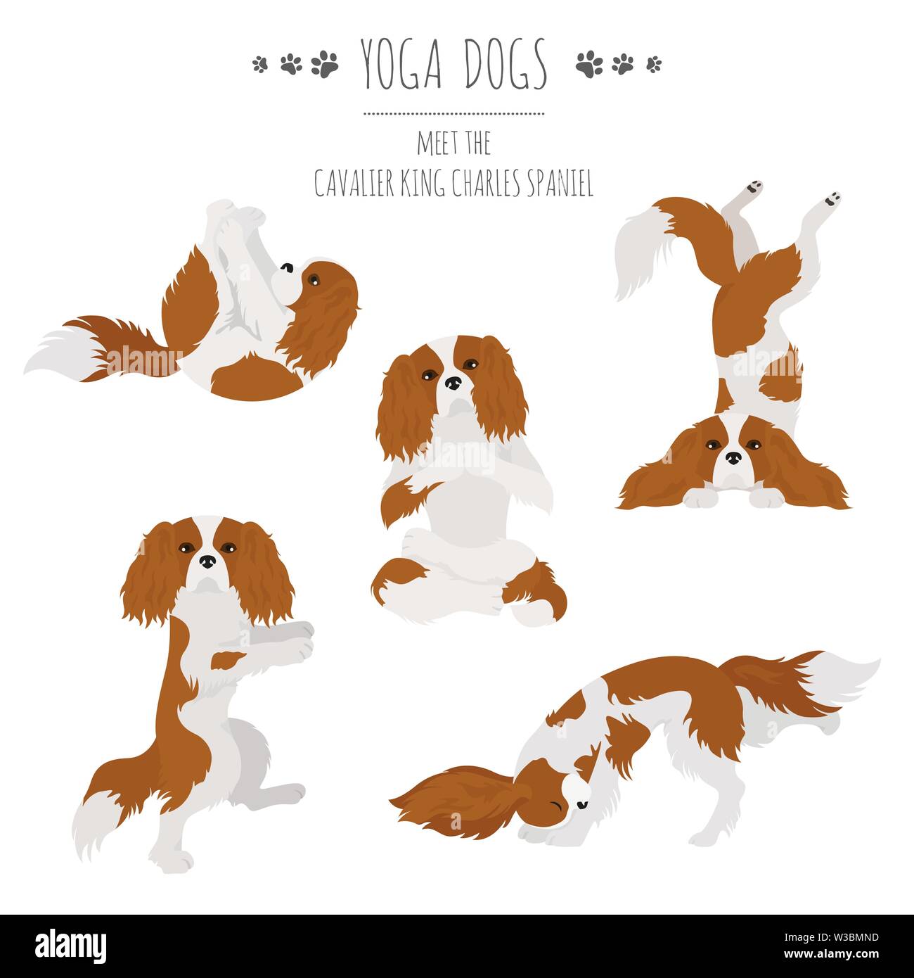 Yoga dogs poses and exercises. Cavalier King Charles spaniel clipart ...