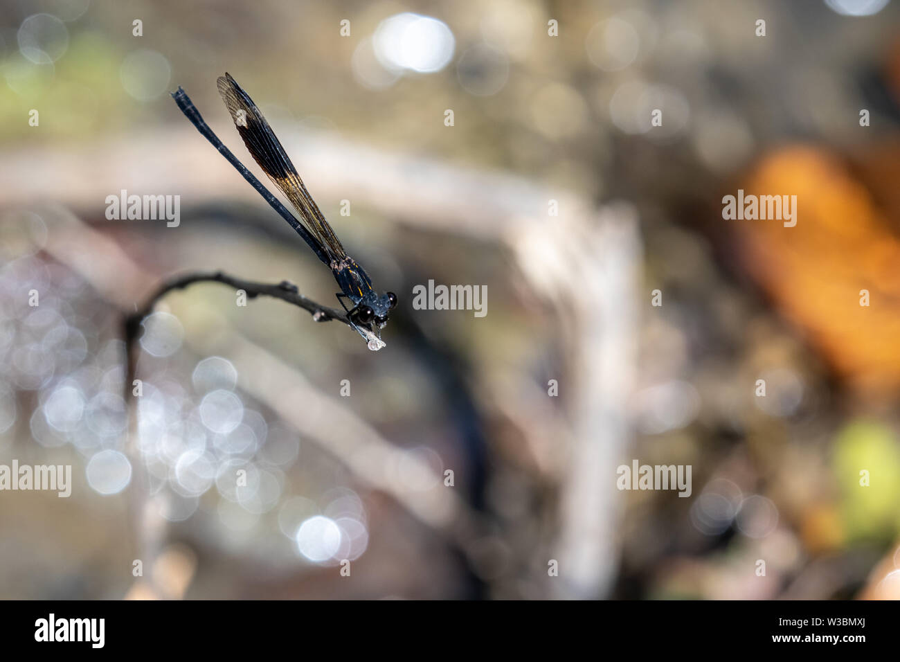 Portrait of damselfly - Black-banded Gossamerwing (Euphaea decorata ...