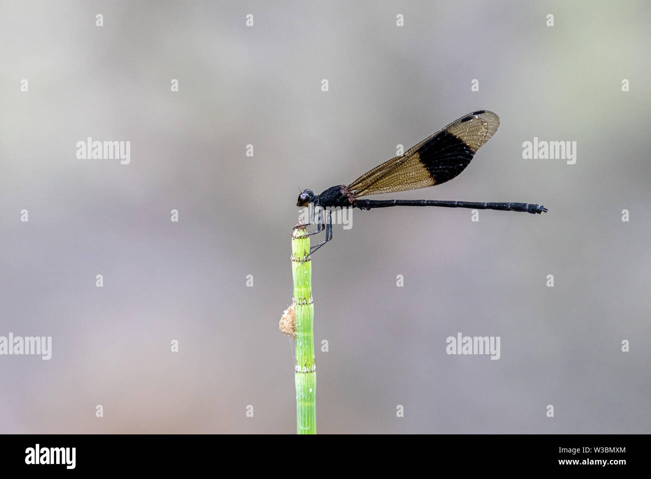 Euphaea decorata hi-res stock photography and images - Alamy