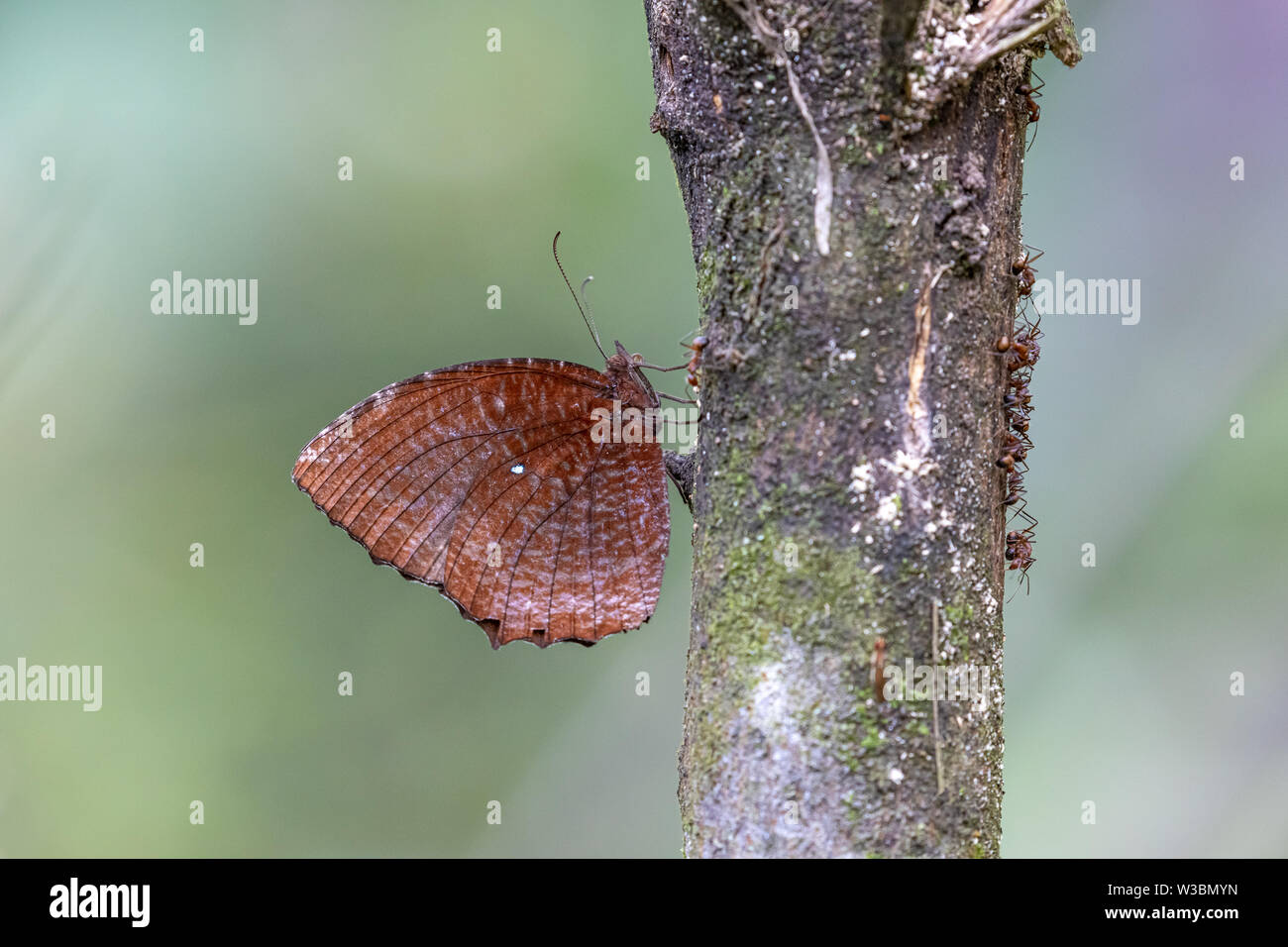 Common Palmfly (Elyminias hypermnestra) perching on tree Stock Photo ...