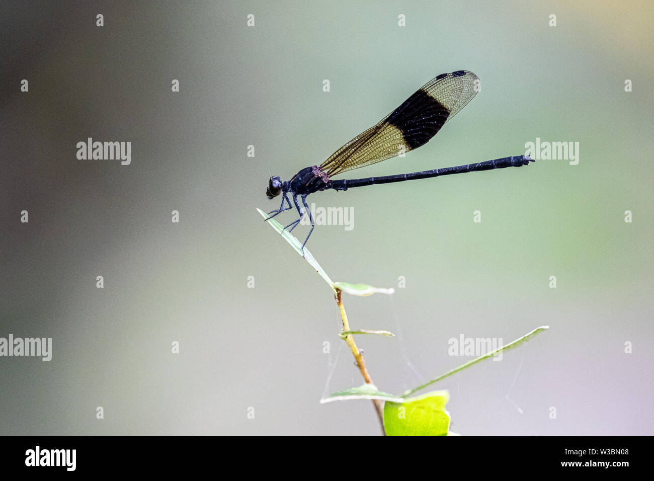 Euphaea decorata hi-res stock photography and images - Alamy
