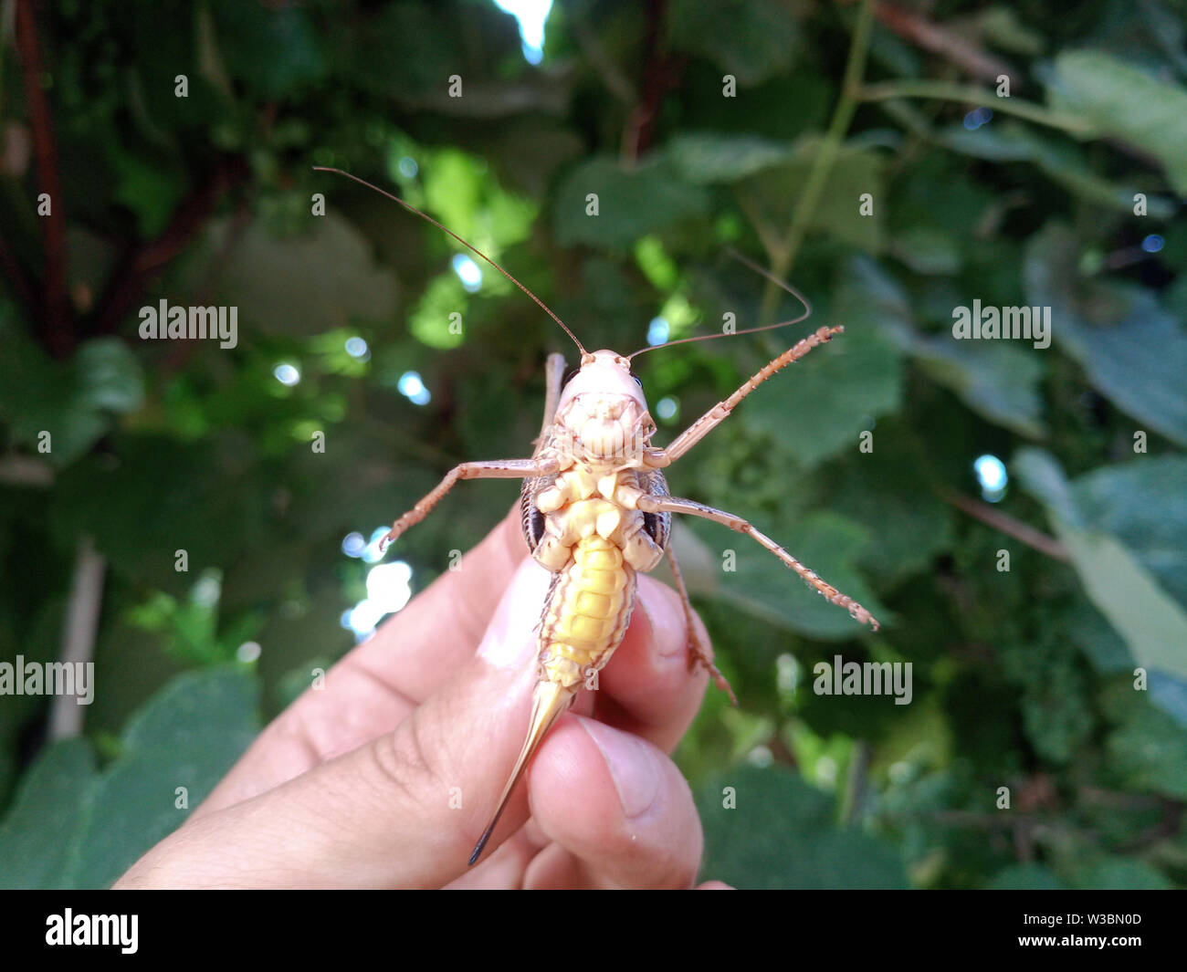 Gray grasshopper in man's hand. Grasshopper caught decticus ...