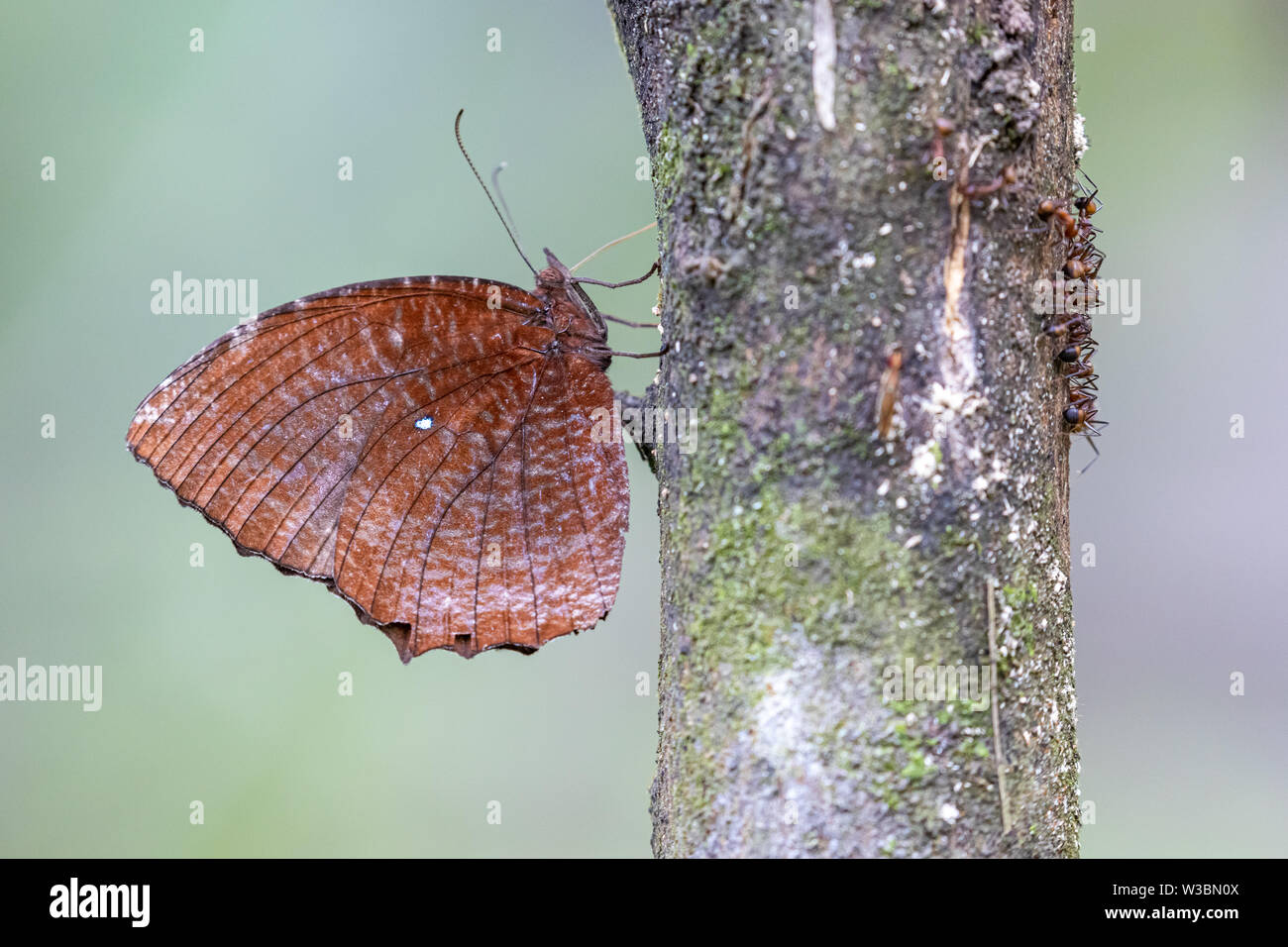 Common Palmfly (Elyminias hypermnestra) perching on tree Stock Photo ...