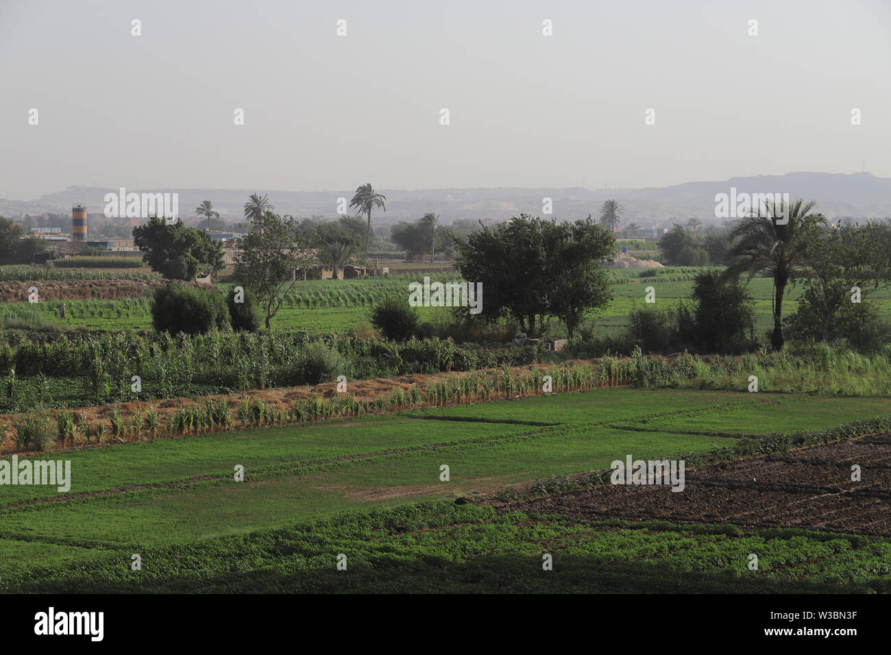 Land, green, water,plants, hay, from 26th of July, Giza, egypt, africa ...