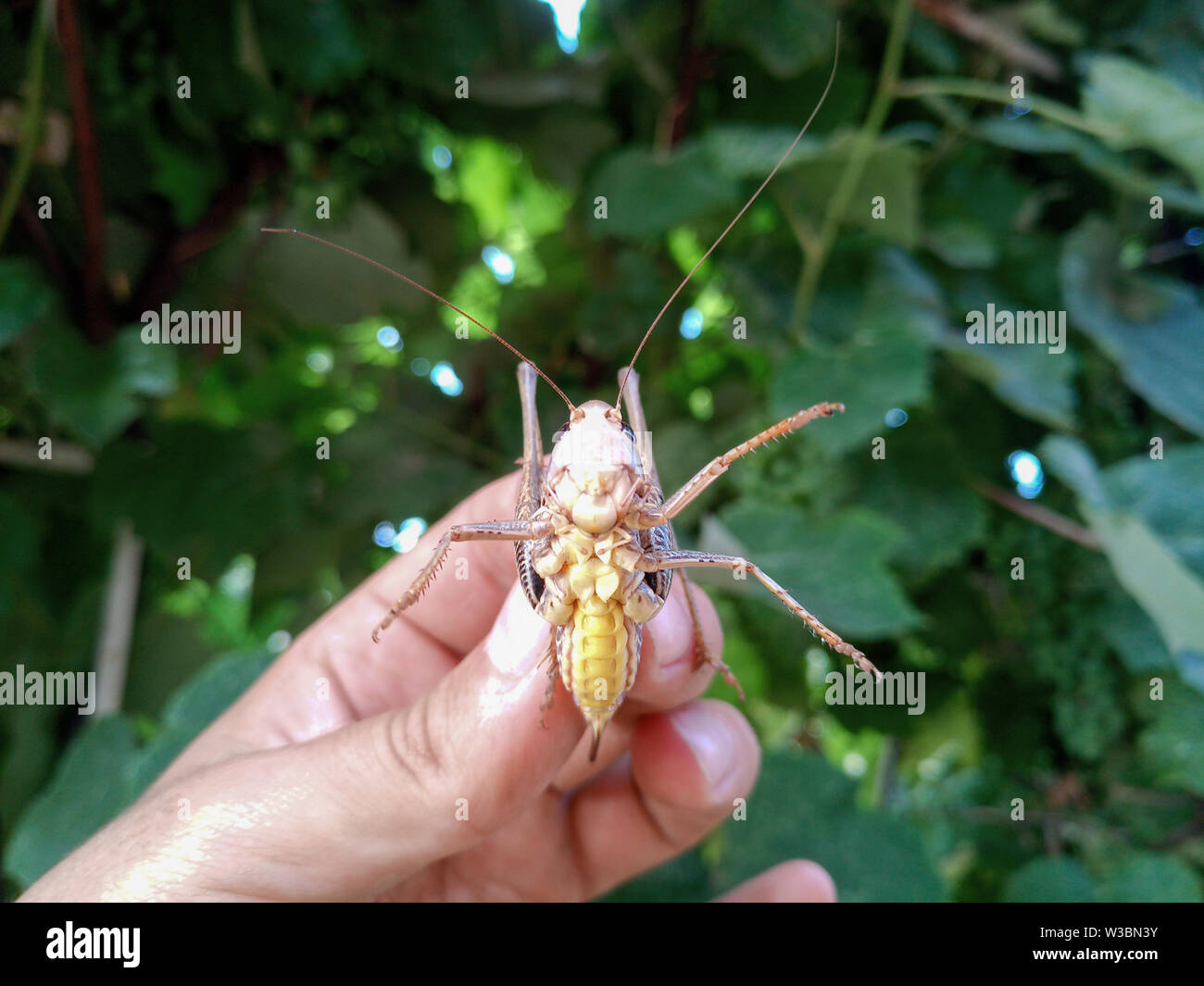 Gray grasshopper in man's hand. Grasshopper caught decticus ...