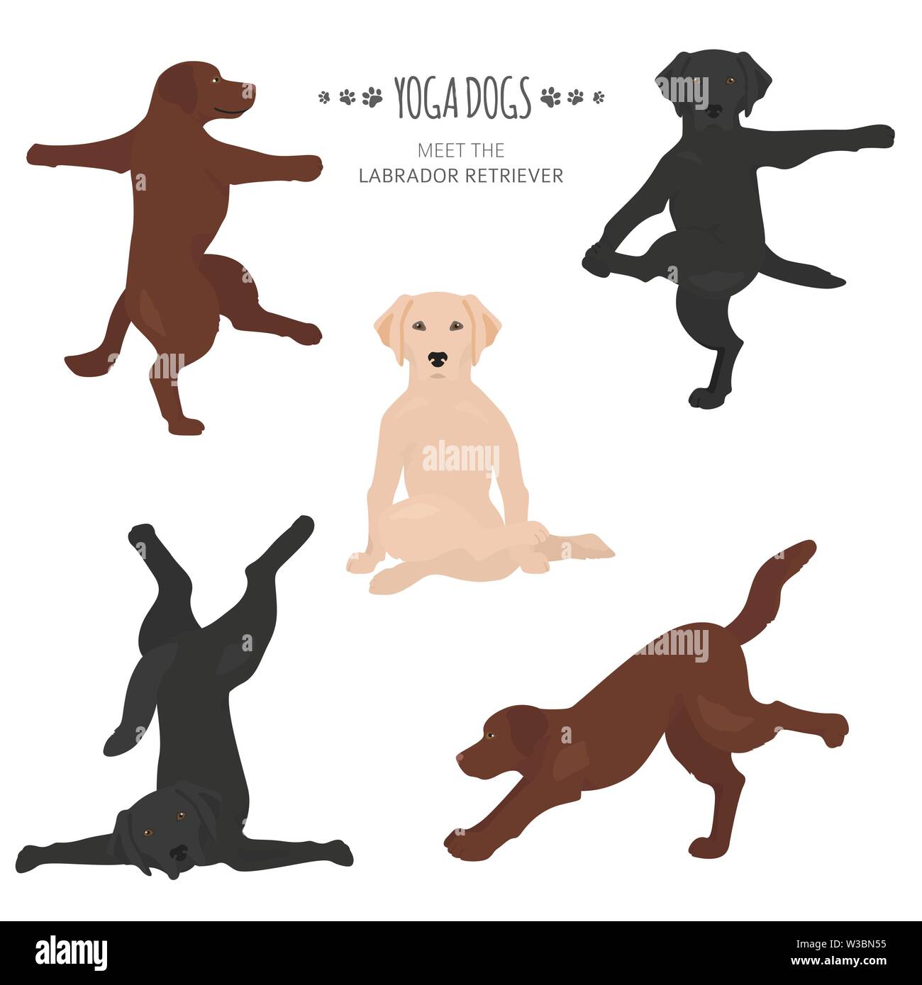 Yoga dogs poses and exercises. Labrador retriever clipart. Vector ...