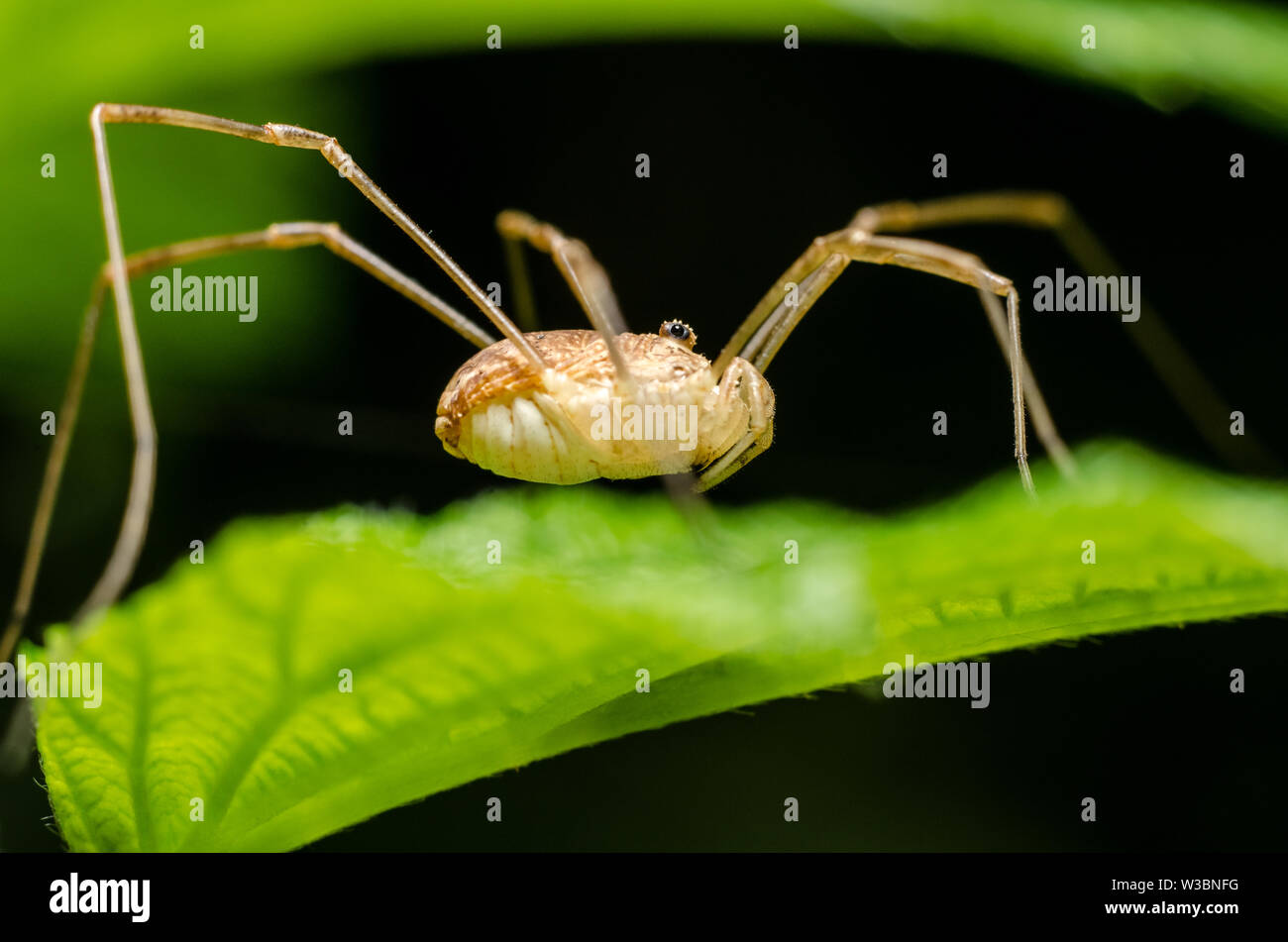 Opiliones High Resolution Stock Photography and Images - Alamy