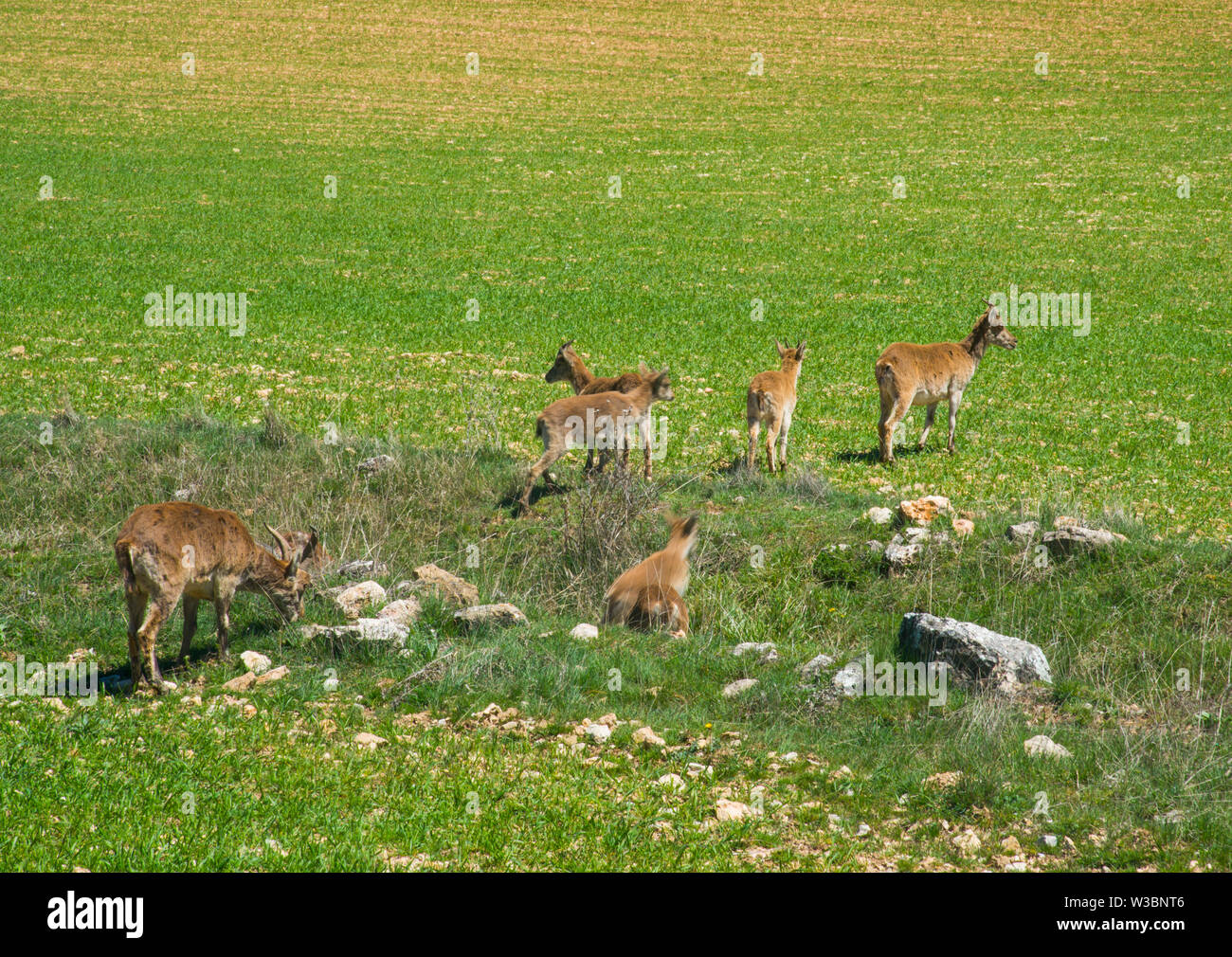 Spanish wild goats Stock Photo - Alamy