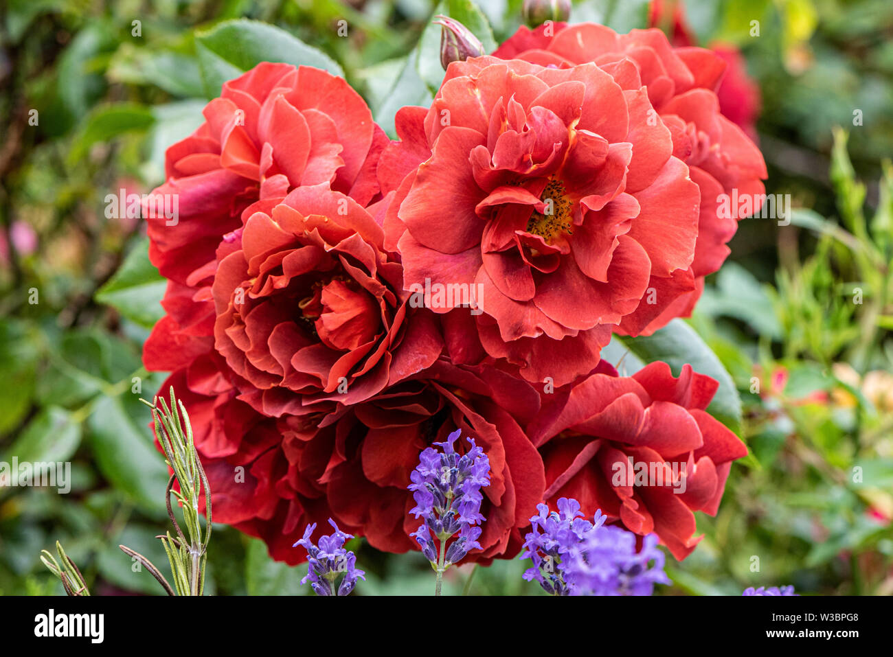 Red roses in garden in Burbage, Wiltshire, UK Stock Photo - Alamy