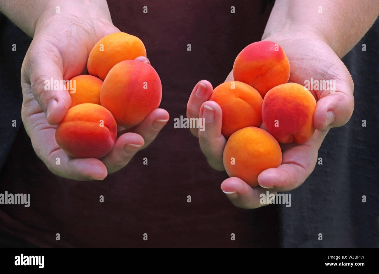 Hands holding apricots hi-res stock photography and images - Alamy