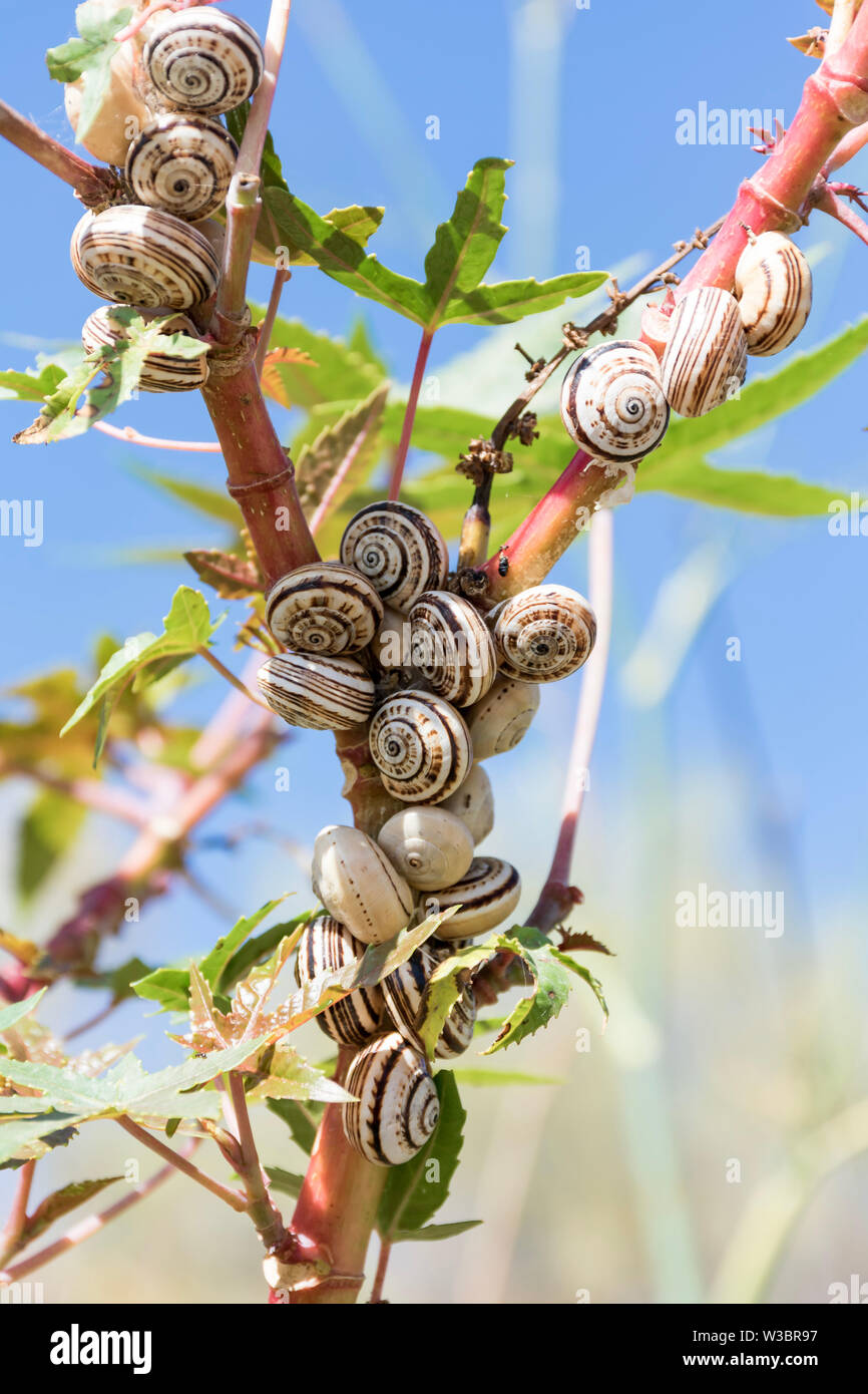 Colony of snails hi-res stock photography and images - Alamy