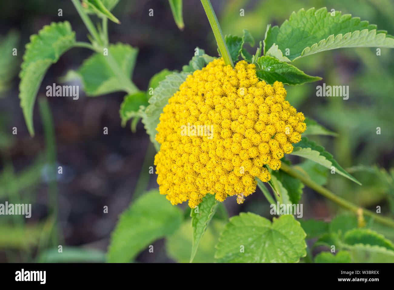 yellow flower in summer garden closeup Stock Photo - Alamy