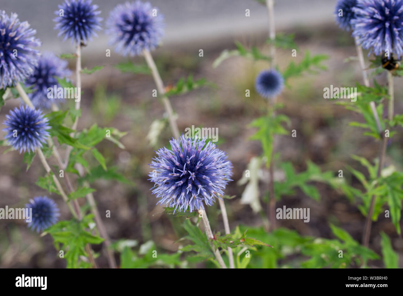 Echinops sphaerocephalus, globe-thistle flowers macro Stock Photo - Alamy