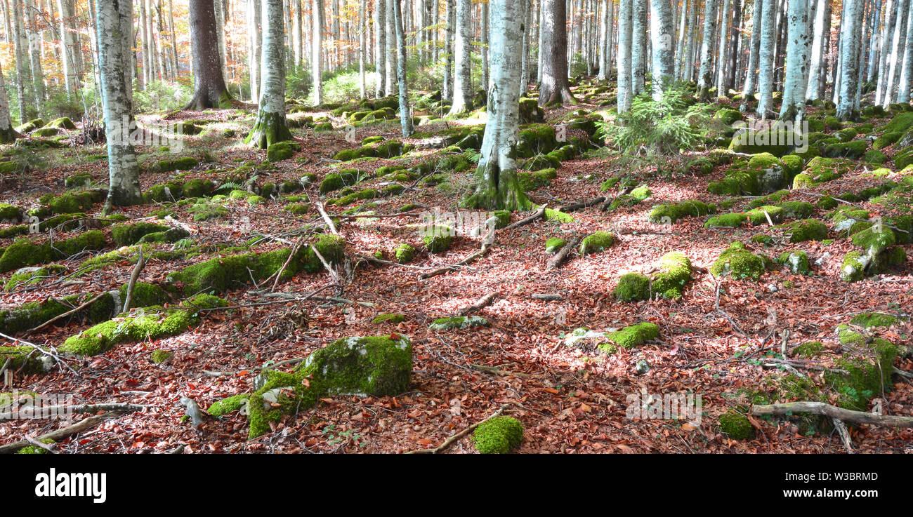 autumn in the forest Stock Photo - Alamy