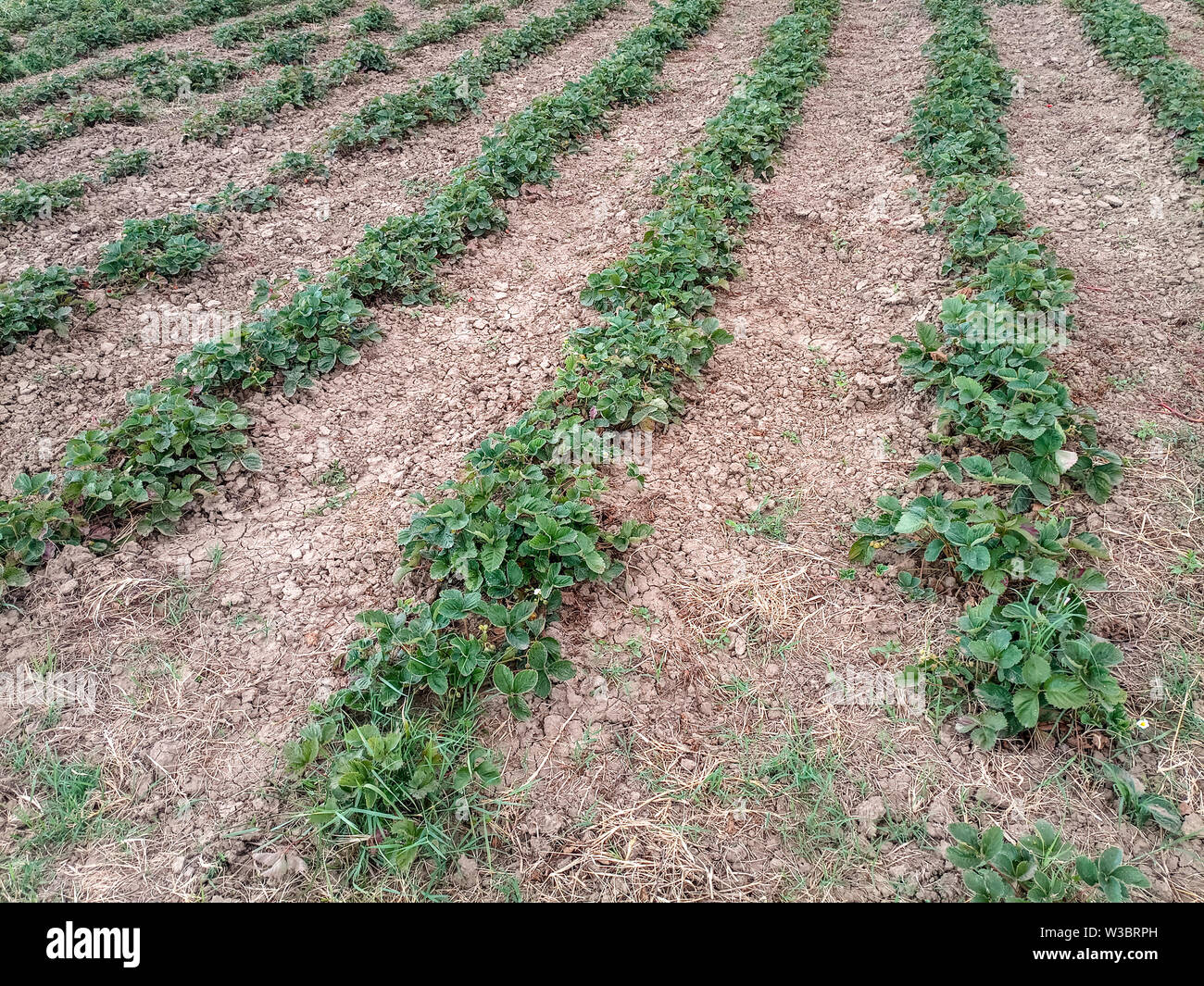 Strawberry beds, slender rows of strawberry plants Stock Photo - Alamy