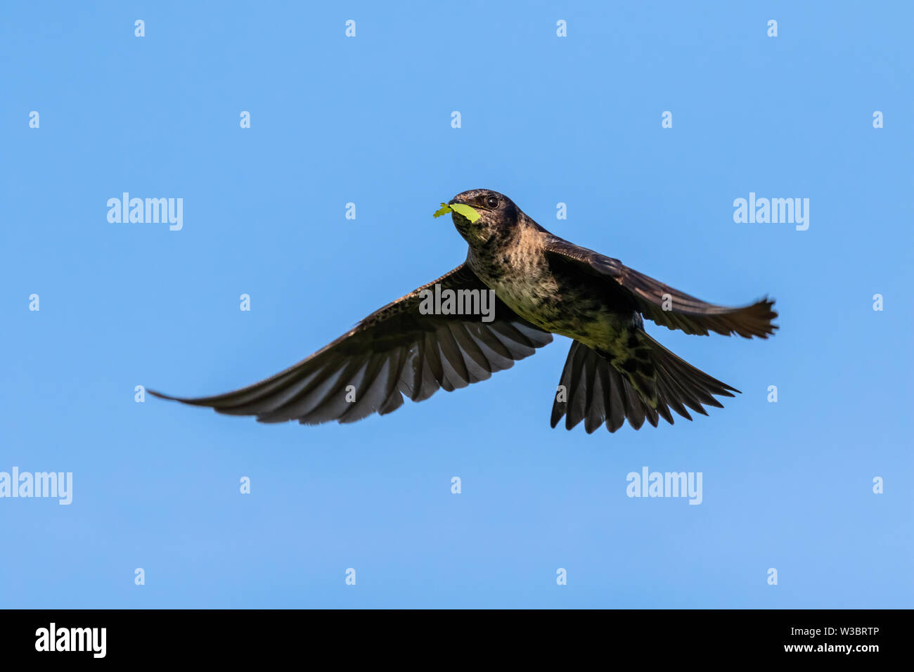 Female purple martin hi-res stock photography and images - Alamy