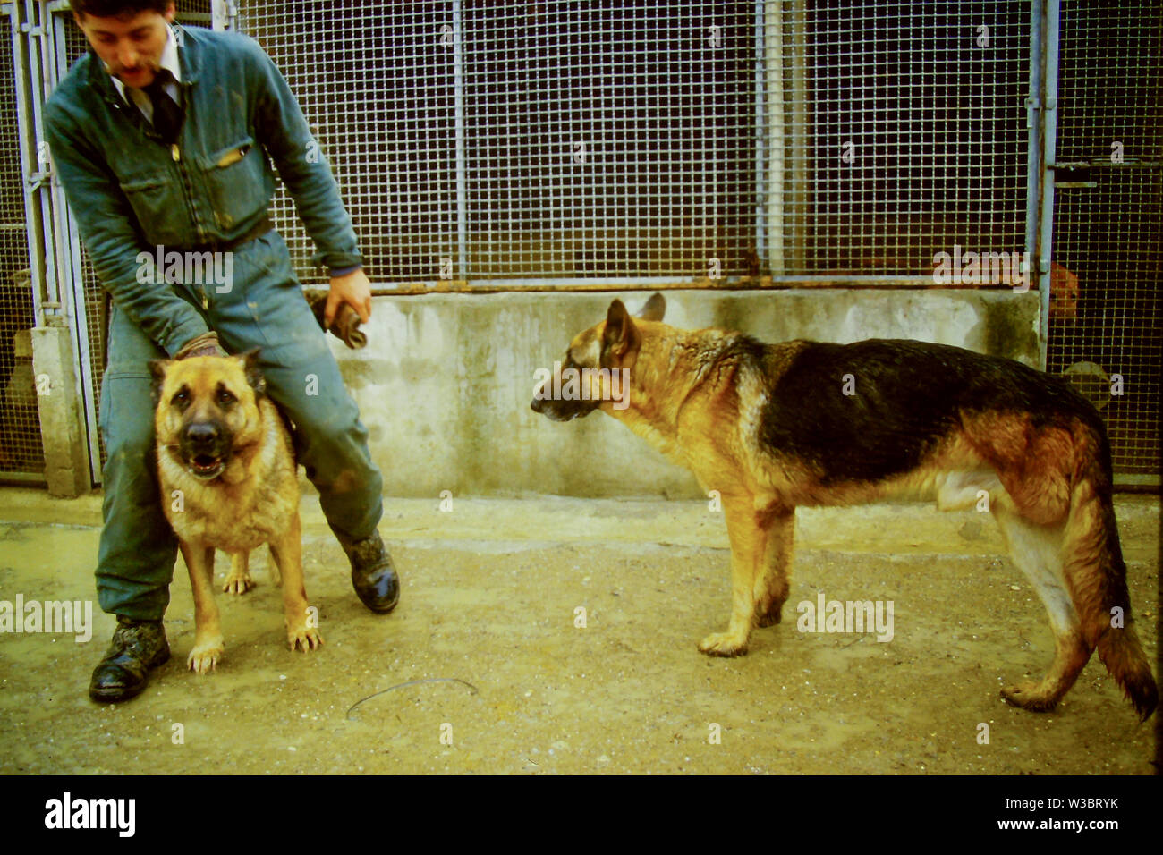 Mad killer dogs hi-res stock photography and images - Alamy