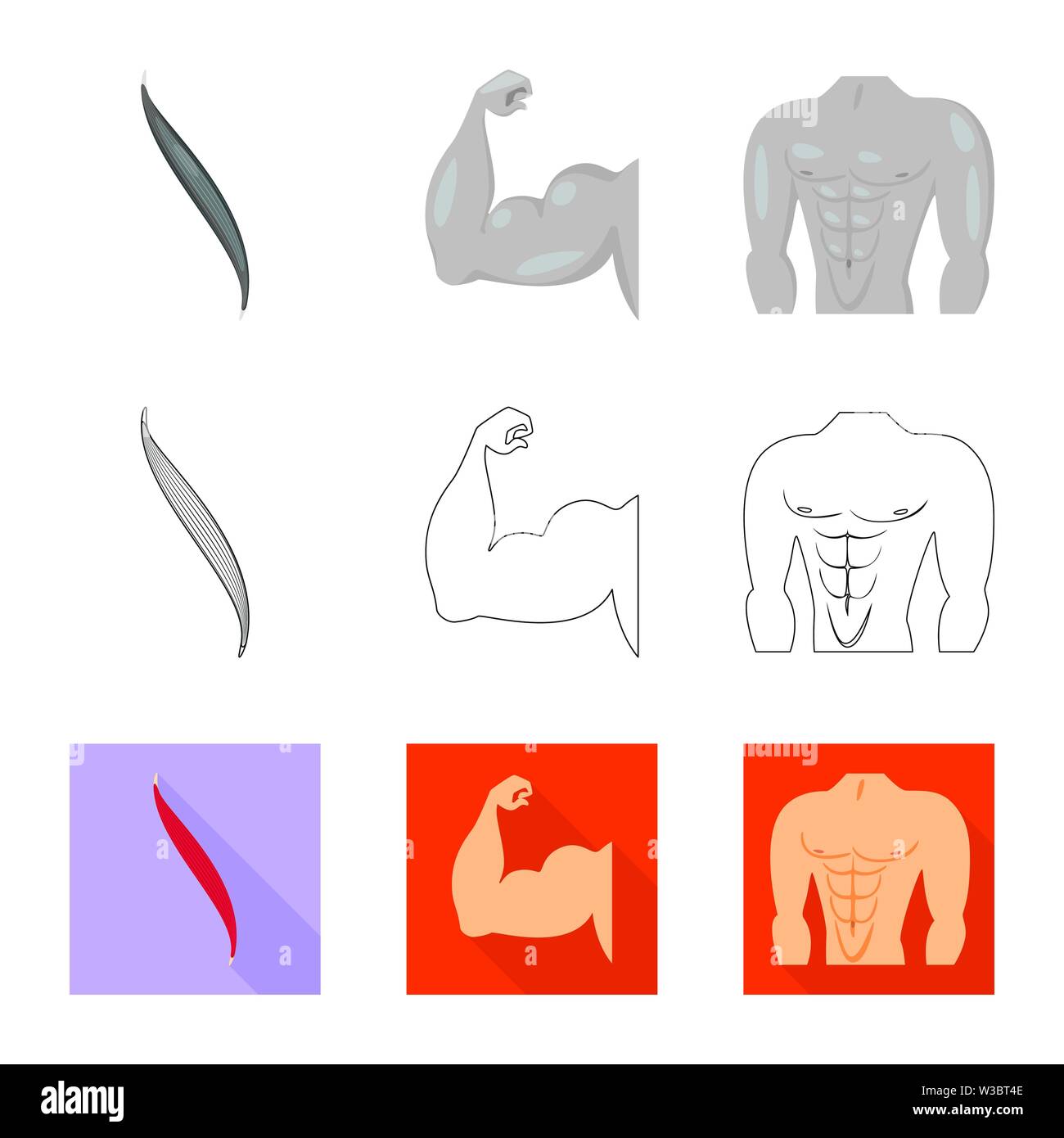 Vector design of fiber and muscular symbol. Collection of fiber and ...
