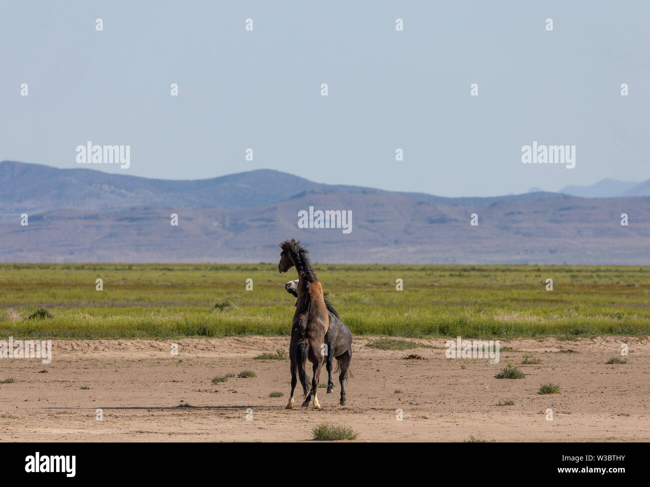 Wild Horse Stallions Fighting Stock Photo - Alamy