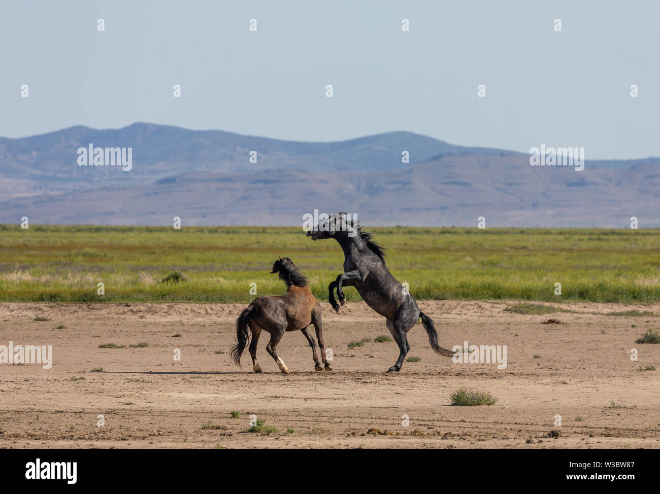 Wild Horse Stallions Fighting Stock Photo - Alamy