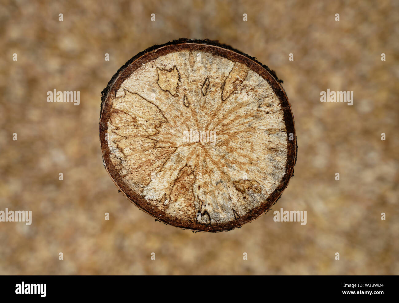 Spalting effect in a Silver Birch log showing zone lines Stock Photo ...