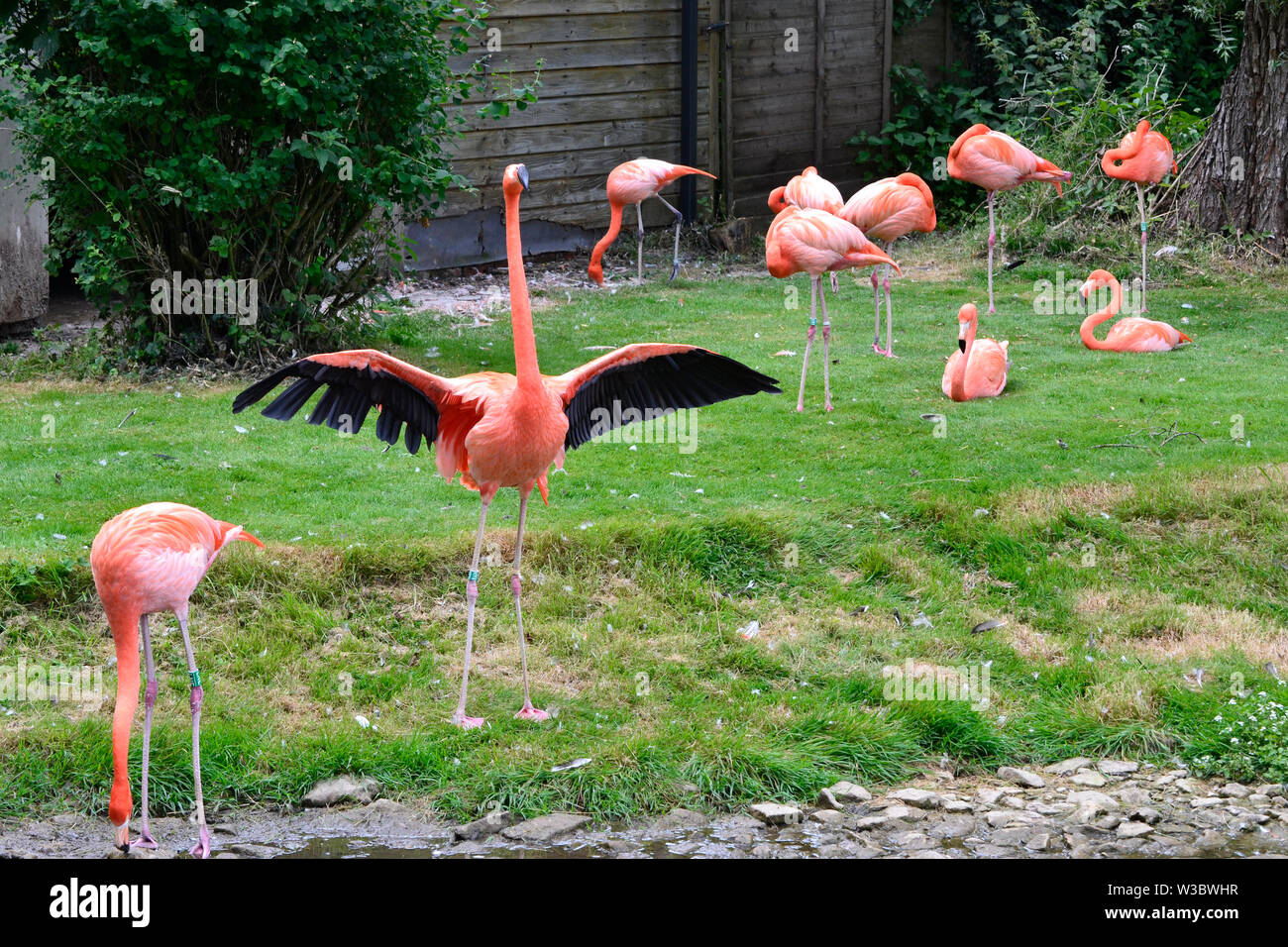 Pink flamingos flapping wings hi-res stock photography and images - Alamy