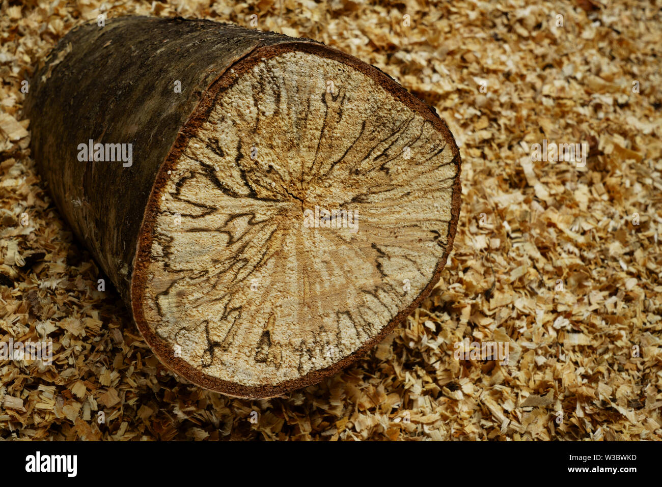 Spalting effect in a Silver Birch log showing zone lines Stock Photo ...