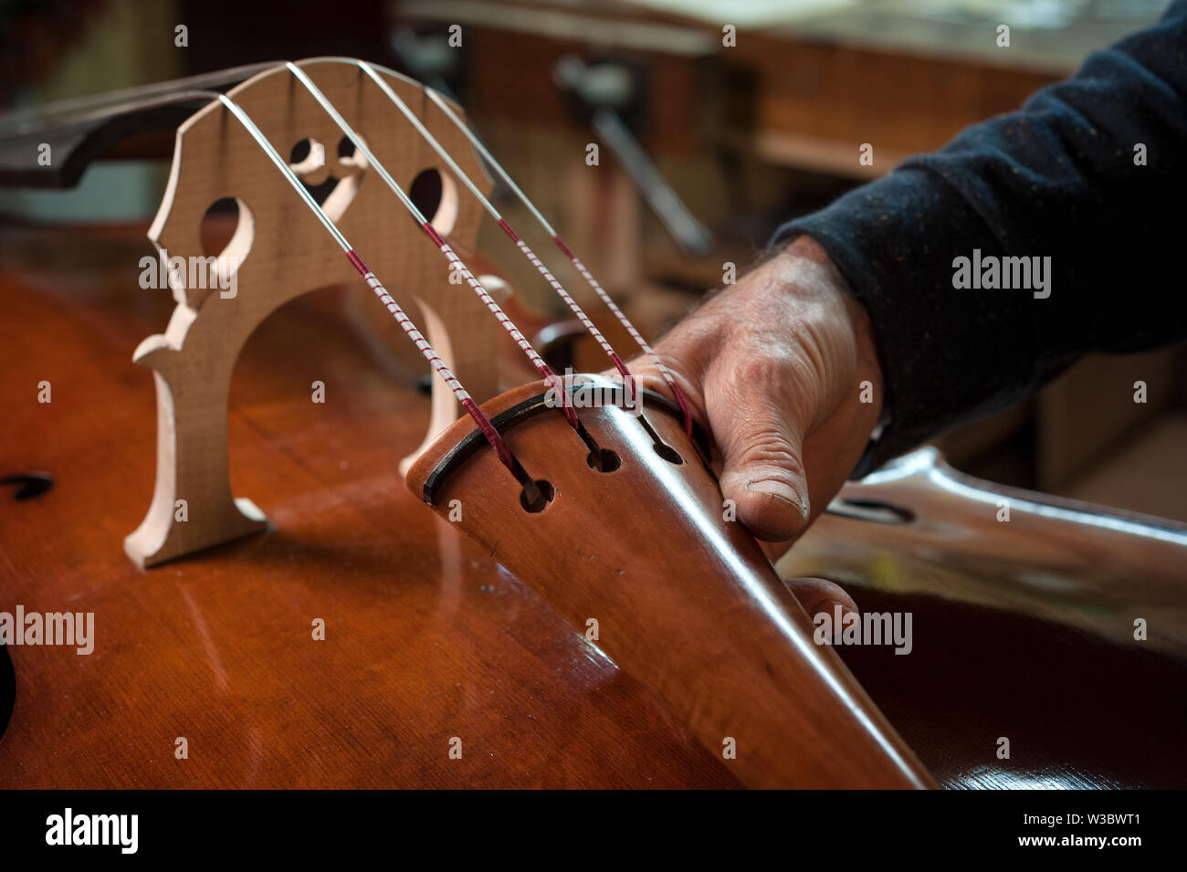 The master luthier builds a doublebass in his workshop Stock Photo - Alamy