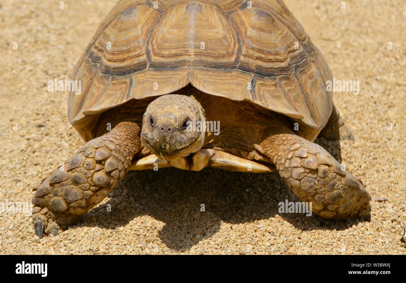 Giant Tortoise at Birdland Park and Gardens in Bourton-on-the-Water ...