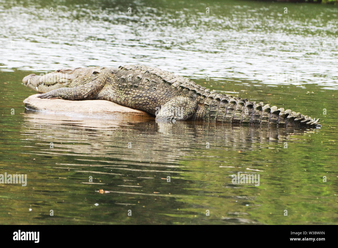 A crocodile enjoying an afternoon sunshine Stock Photo - Alamy