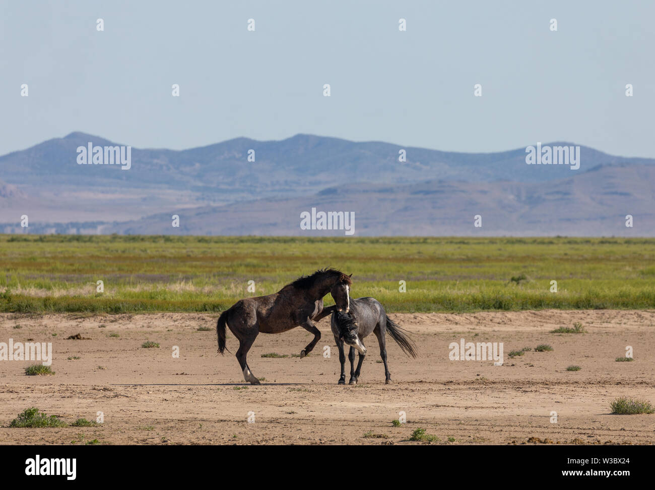 Wild Horse Stallions Fighting Stock Photo - Alamy