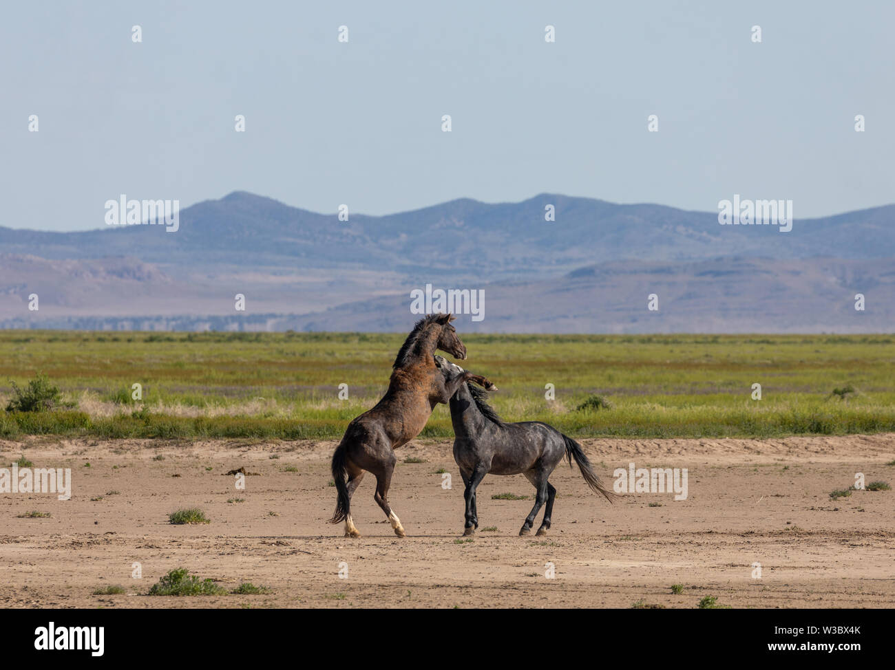 Wild Horse Stallions Fighting Stock Photo - Alamy