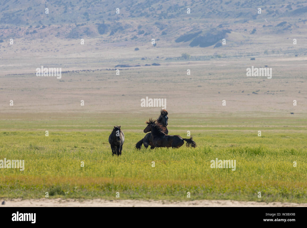 Wild Horse Stallions Fighting Stock Photo - Alamy