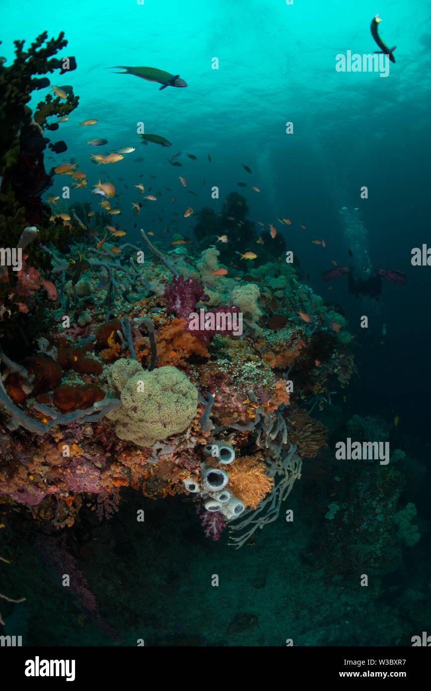 Coral triangle photography Stock Photo - Alamy