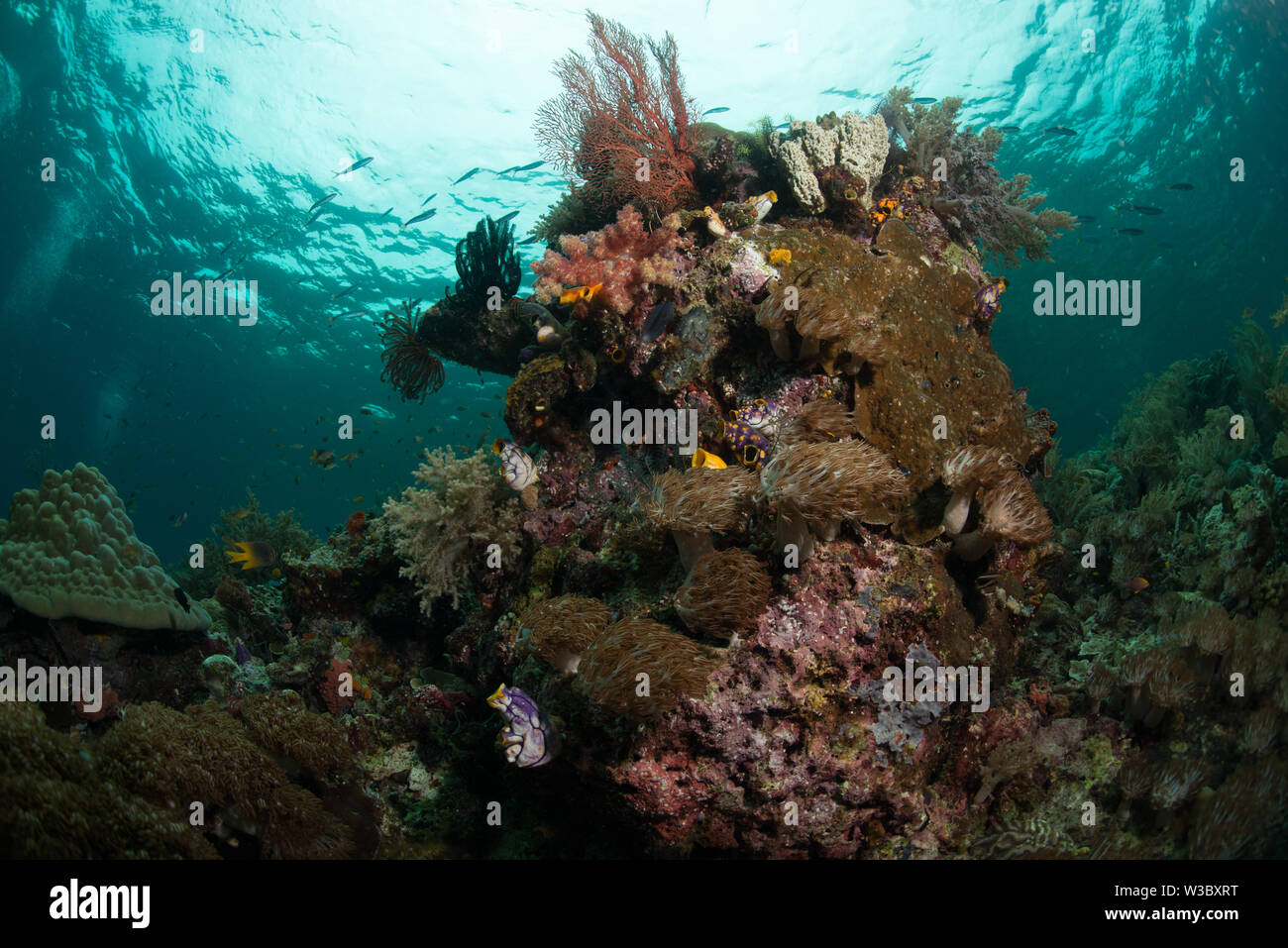 Coral triangle photography Stock Photo - Alamy