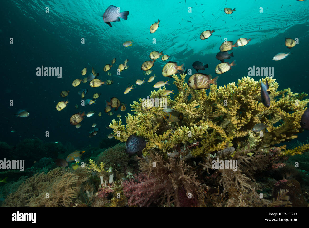 Triangle fish cake hi-res stock photography and images - Alamy