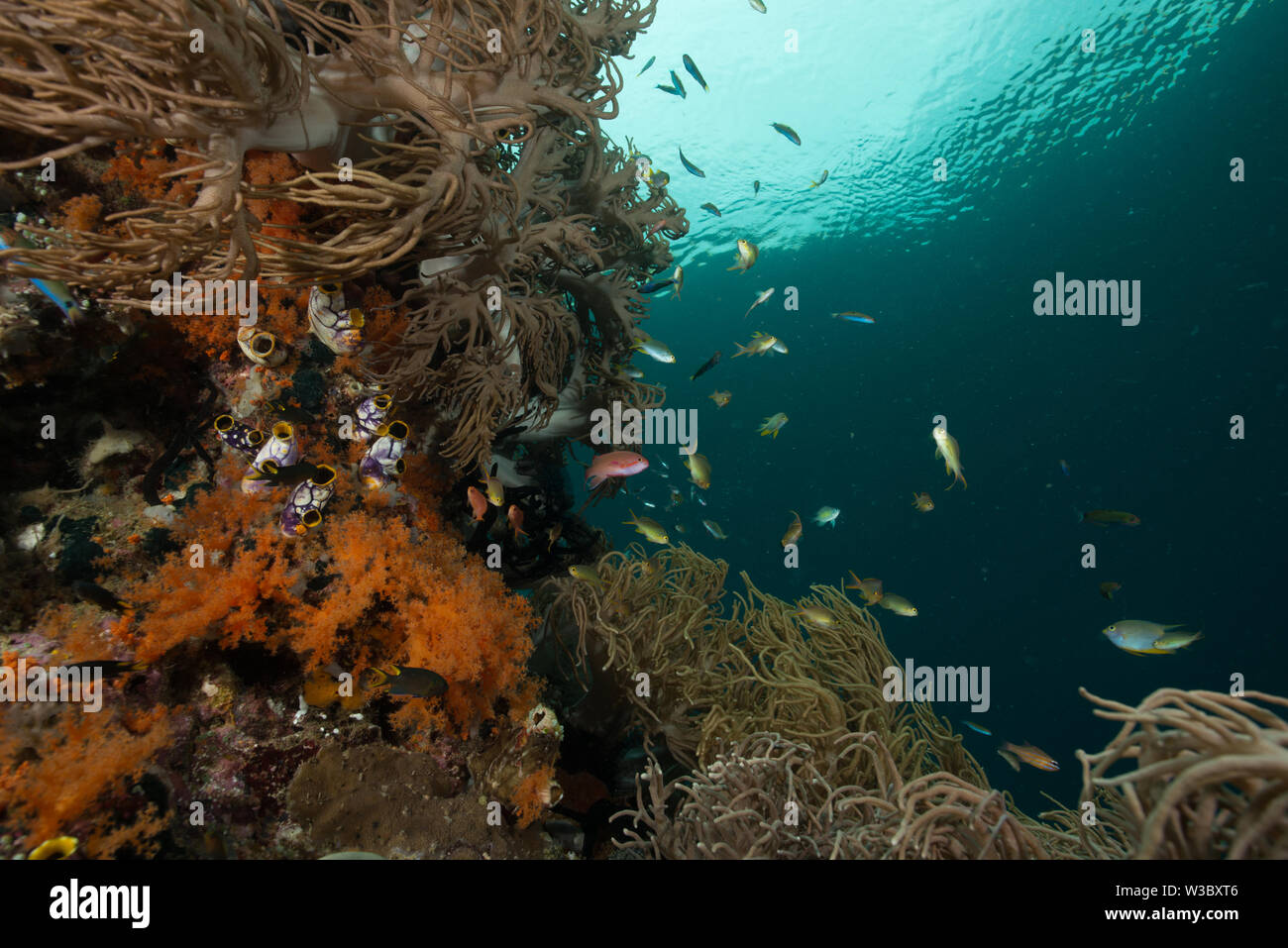 Coral triangle photography Stock Photo - Alamy