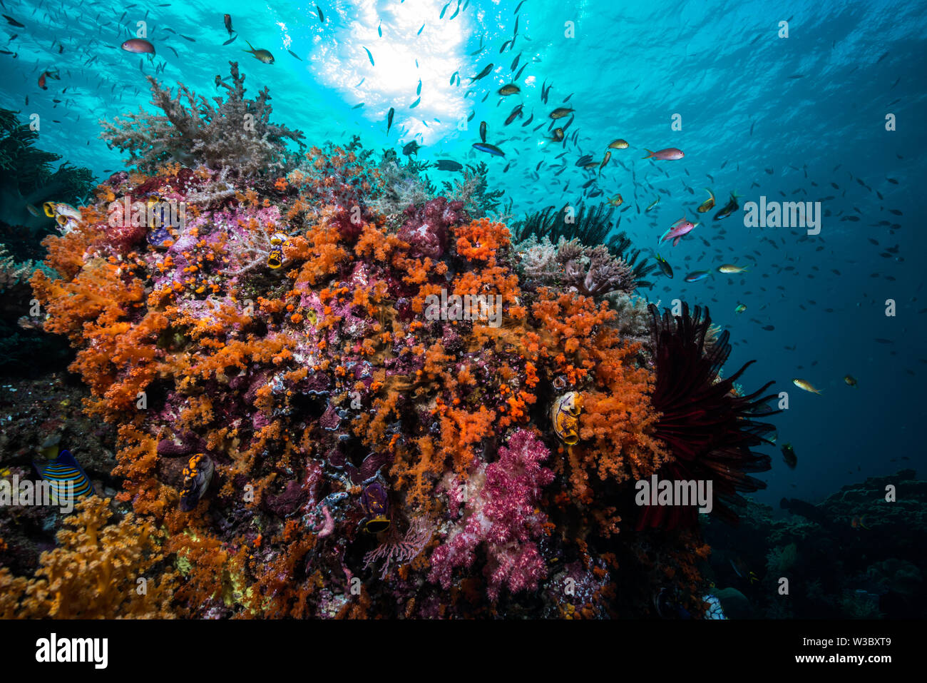 Coral triangle photography Stock Photo - Alamy