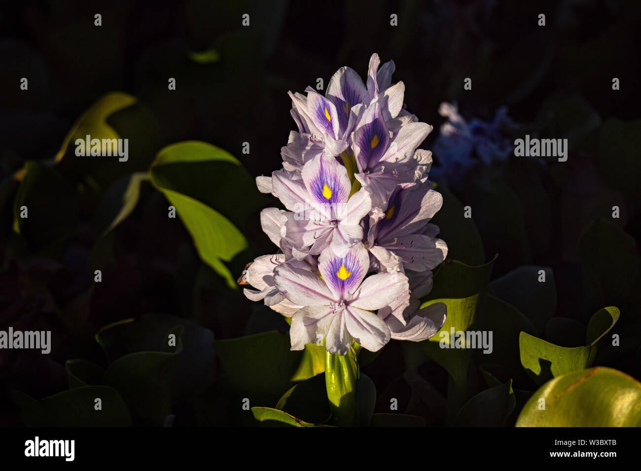 Water Hyacinth San Joaquin River Delta California Stock Photo - Alamy