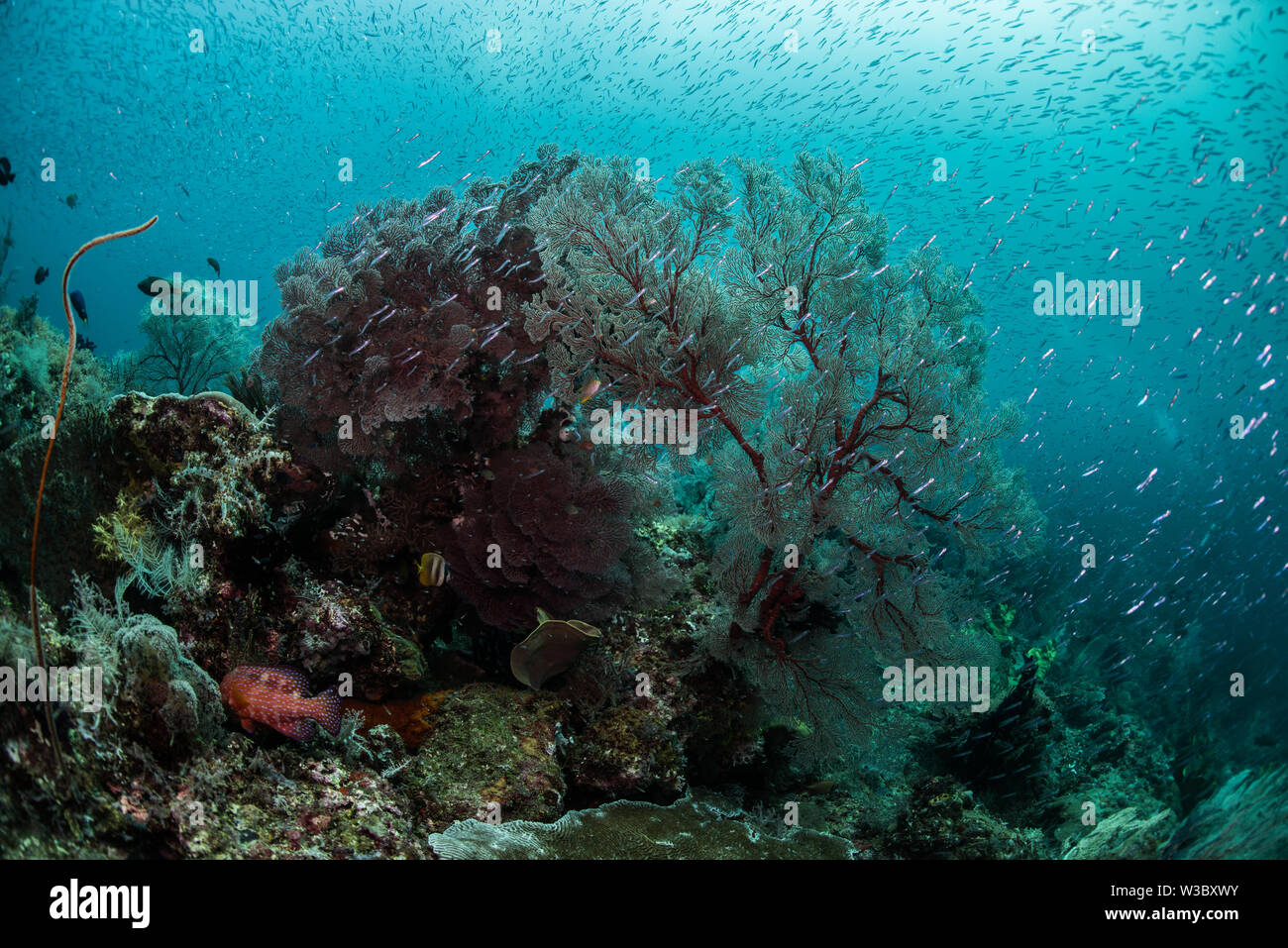 Coral triangle photography Stock Photo - Alamy