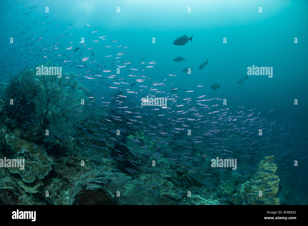 Coral triangle photography Stock Photo - Alamy