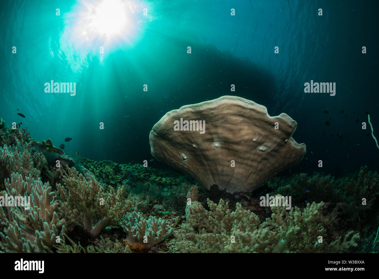 Coral triangle photography Stock Photo - Alamy