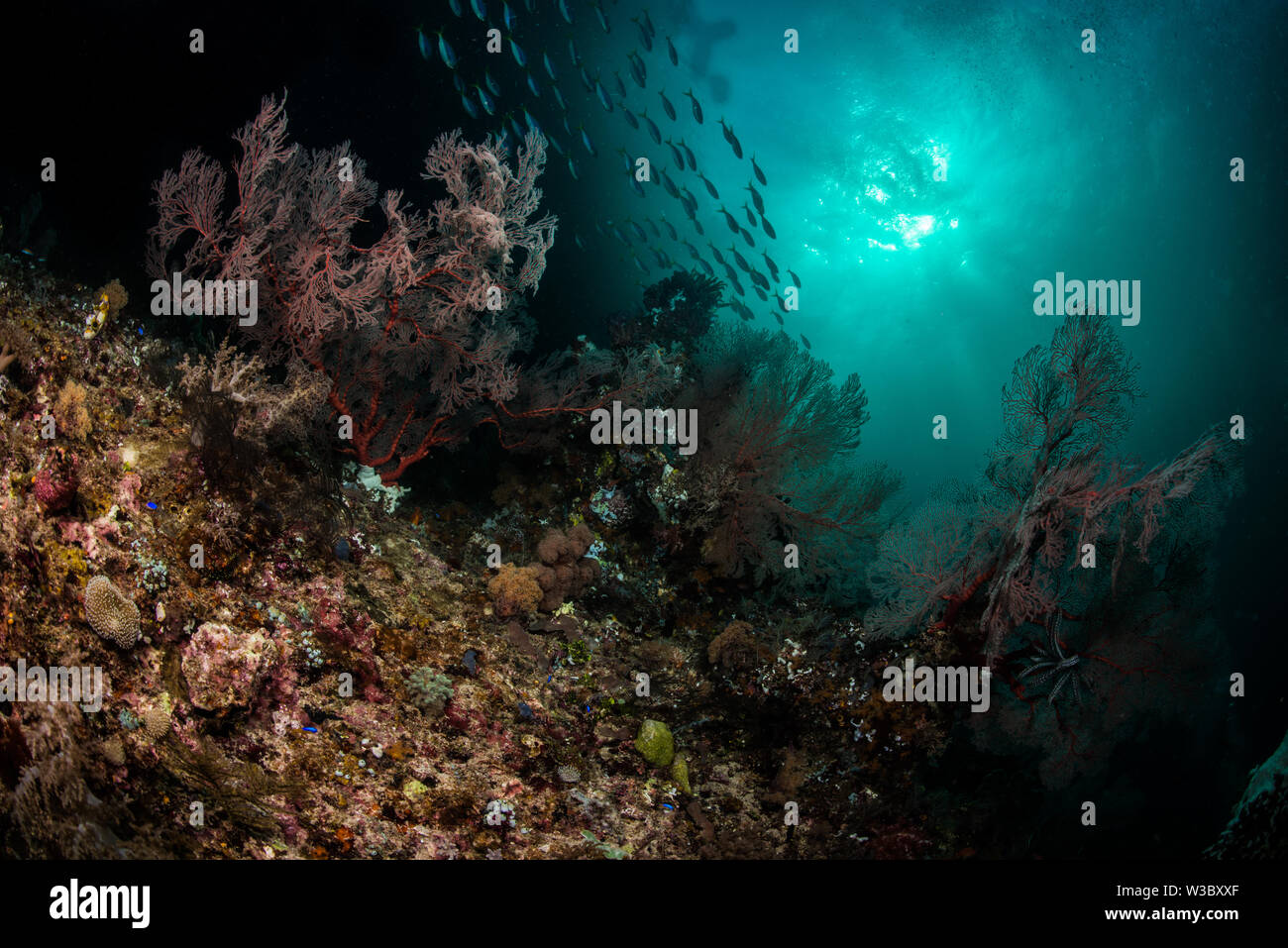 Coral triangle photography Stock Photo - Alamy
