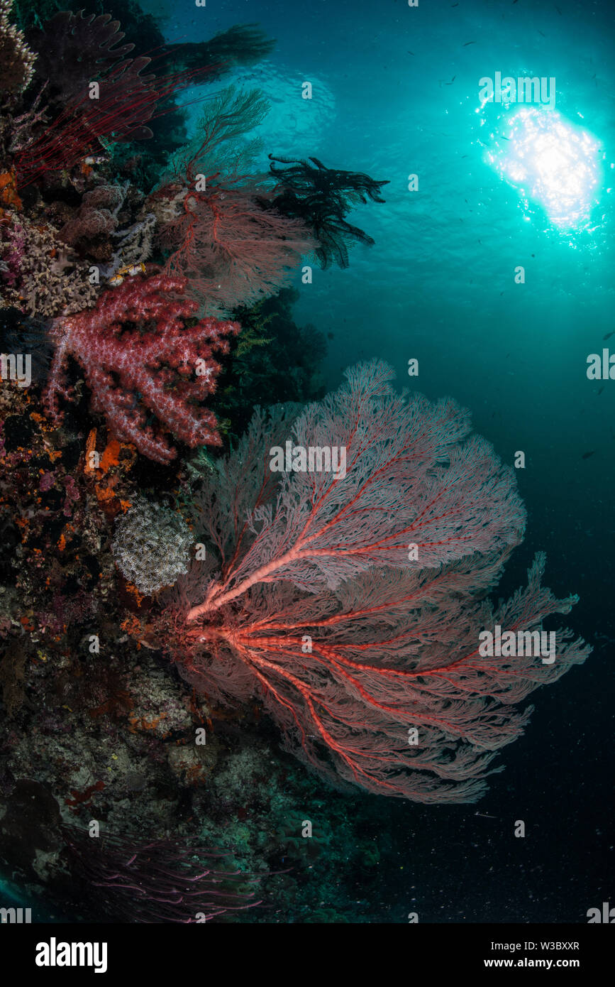 Coral triangle photography Stock Photo - Alamy