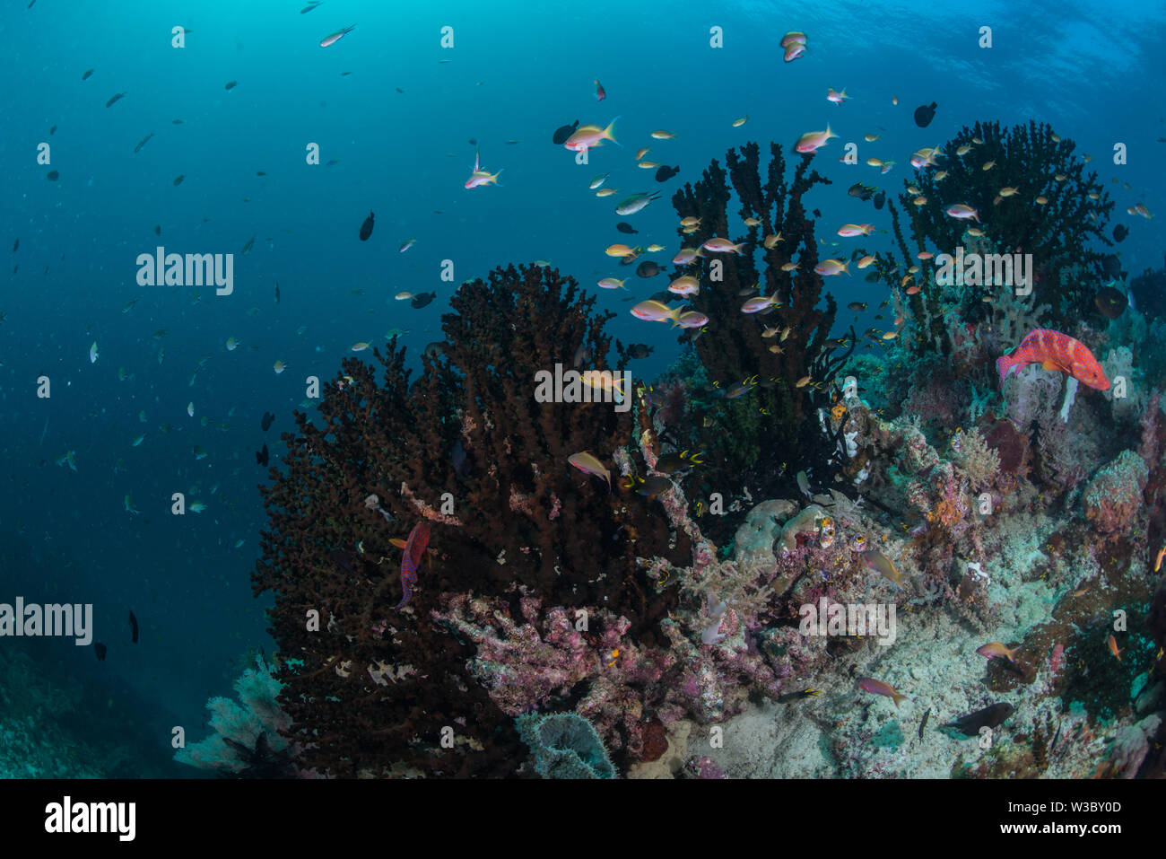 Coral triangle reef hi-res stock photography and images - Alamy
