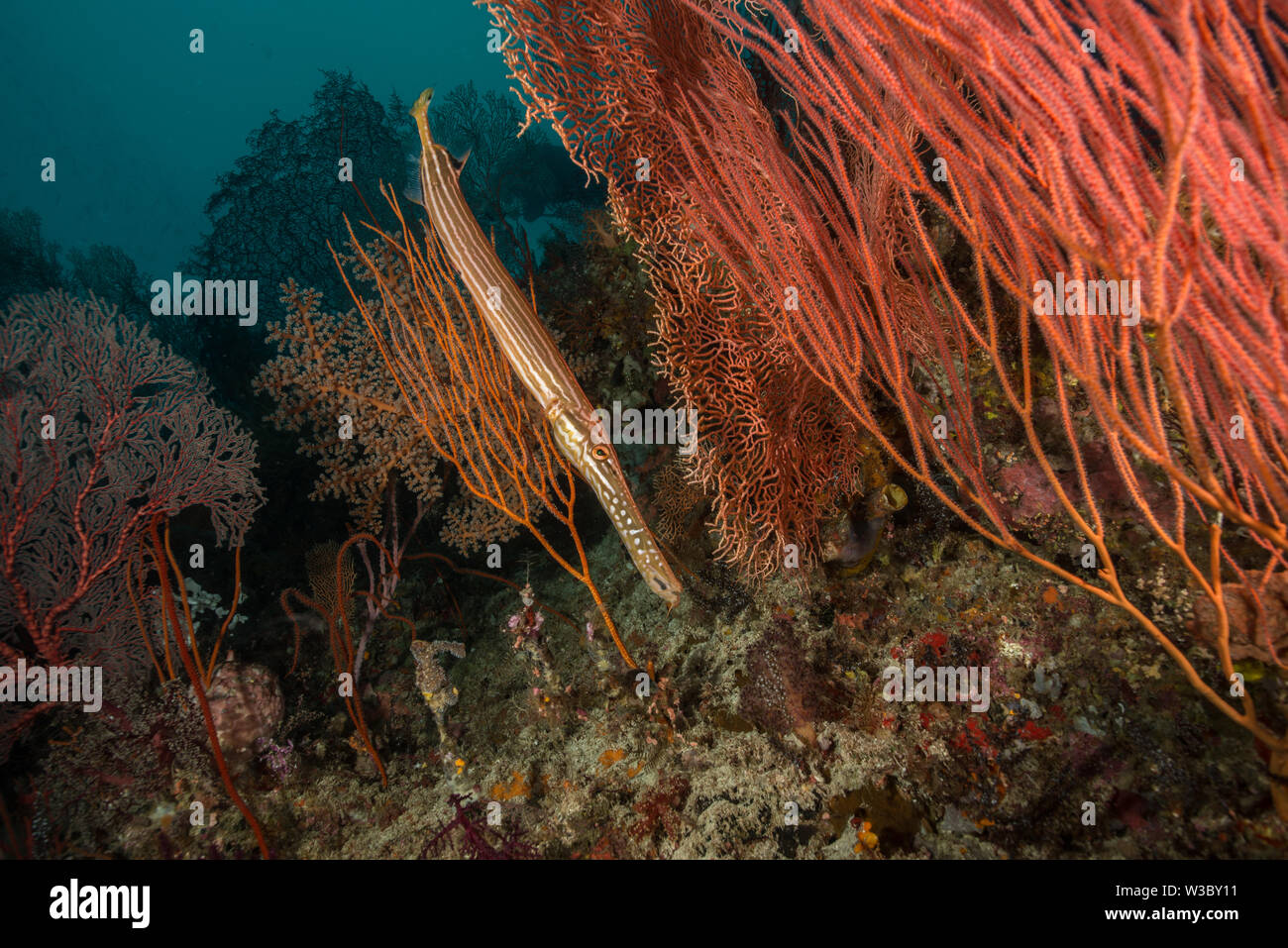 Coral triangle photography Stock Photo - Alamy